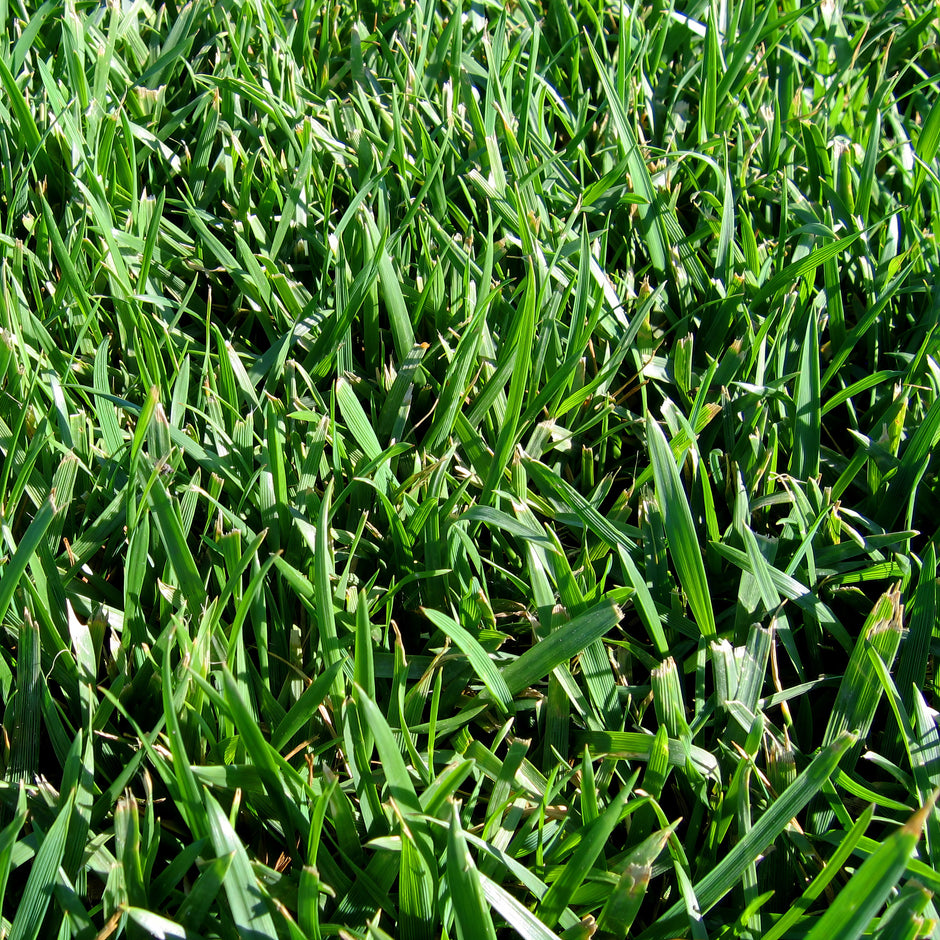 Buy Premium & High-Quality Turf Supplies Products | Musturf
