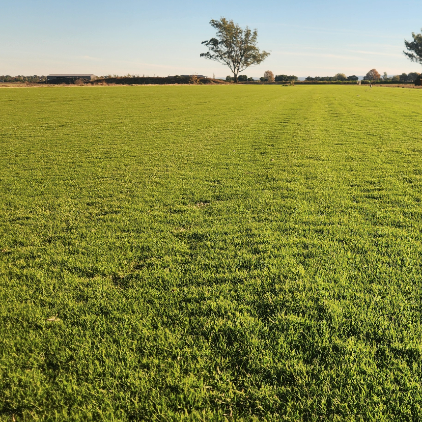 Buy TifTuf Bermuda Grass Online | Musturf
