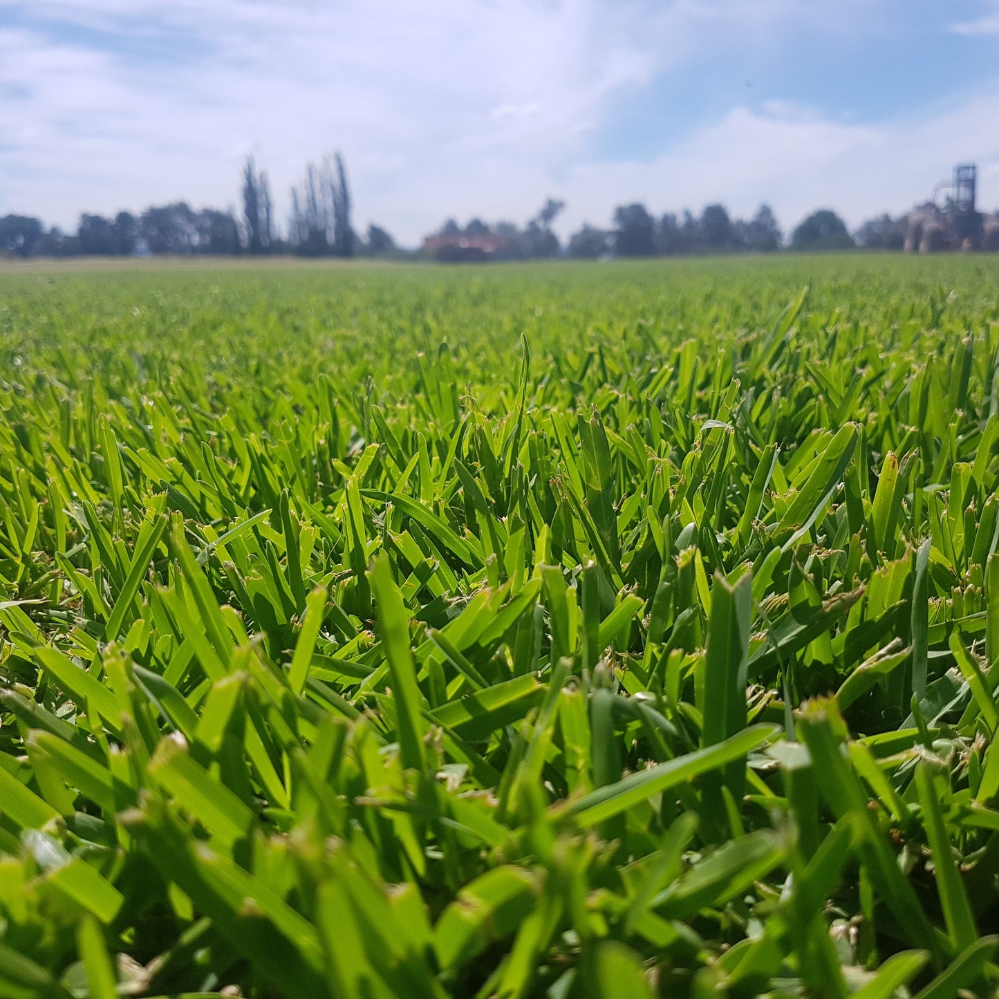 Buy Sir Walter Buffalo Grass Sydney Online - Buffalo Lawn & Turf - Musturf